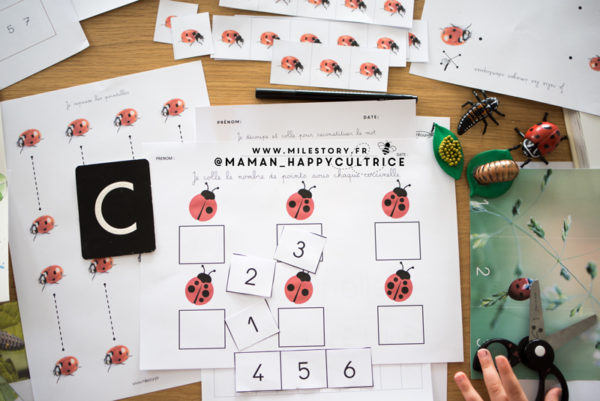 Activités sur les coccinelles en maternelle avec cartes du cycle de vie ...