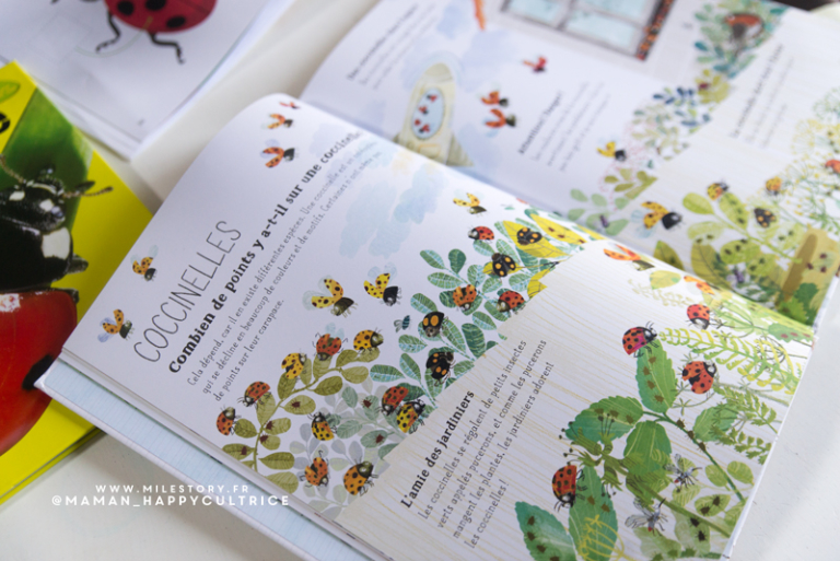 Activités sur les coccinelles en maternelle avec cartes du cycle de vie ...