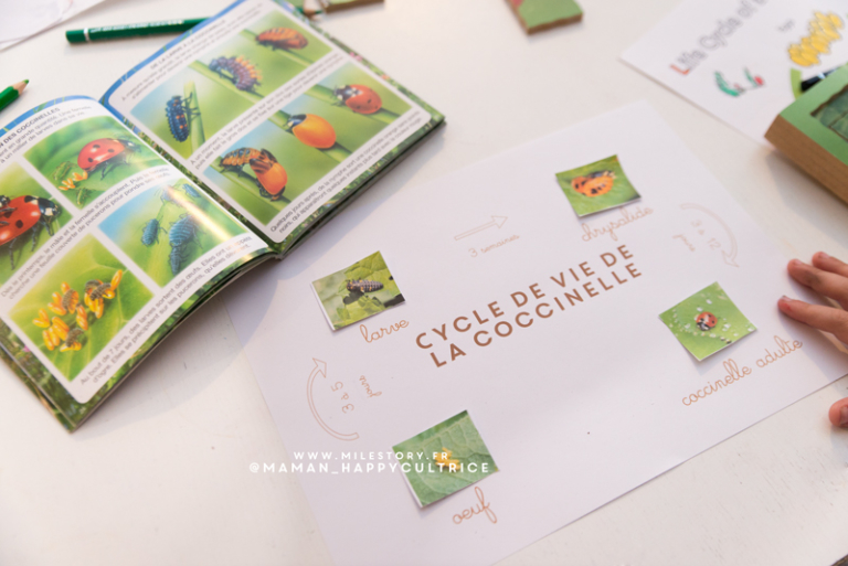 Activités sur les coccinelles en maternelle avec cartes du cycle de vie ...