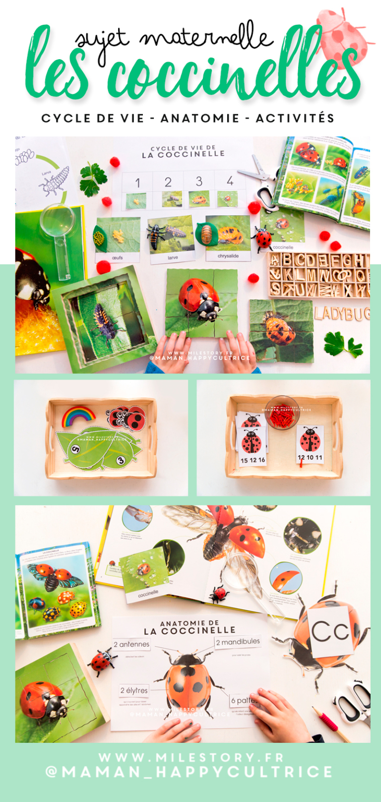 Activités sur les coccinelles en maternelle avec cartes du cycle de vie ...