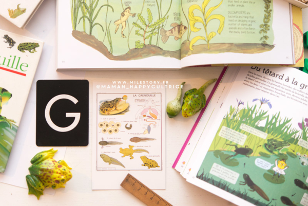 Activités sur la grenouille, les étangs et rivières en maternelle ...