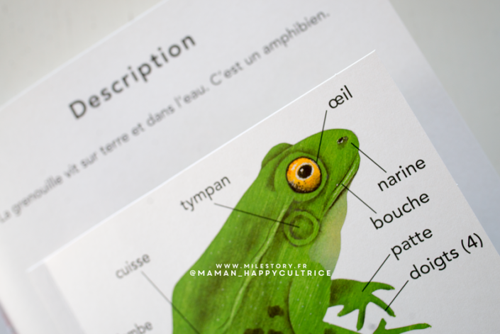 Activités sur la grenouille, les étangs et rivières en maternelle ...