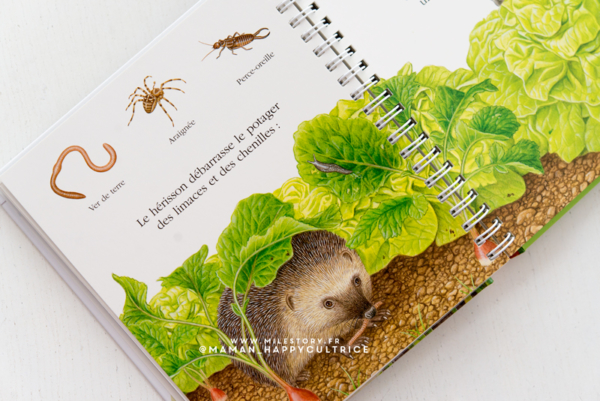 Activités sur le thème du hérisson - Milestory.fr