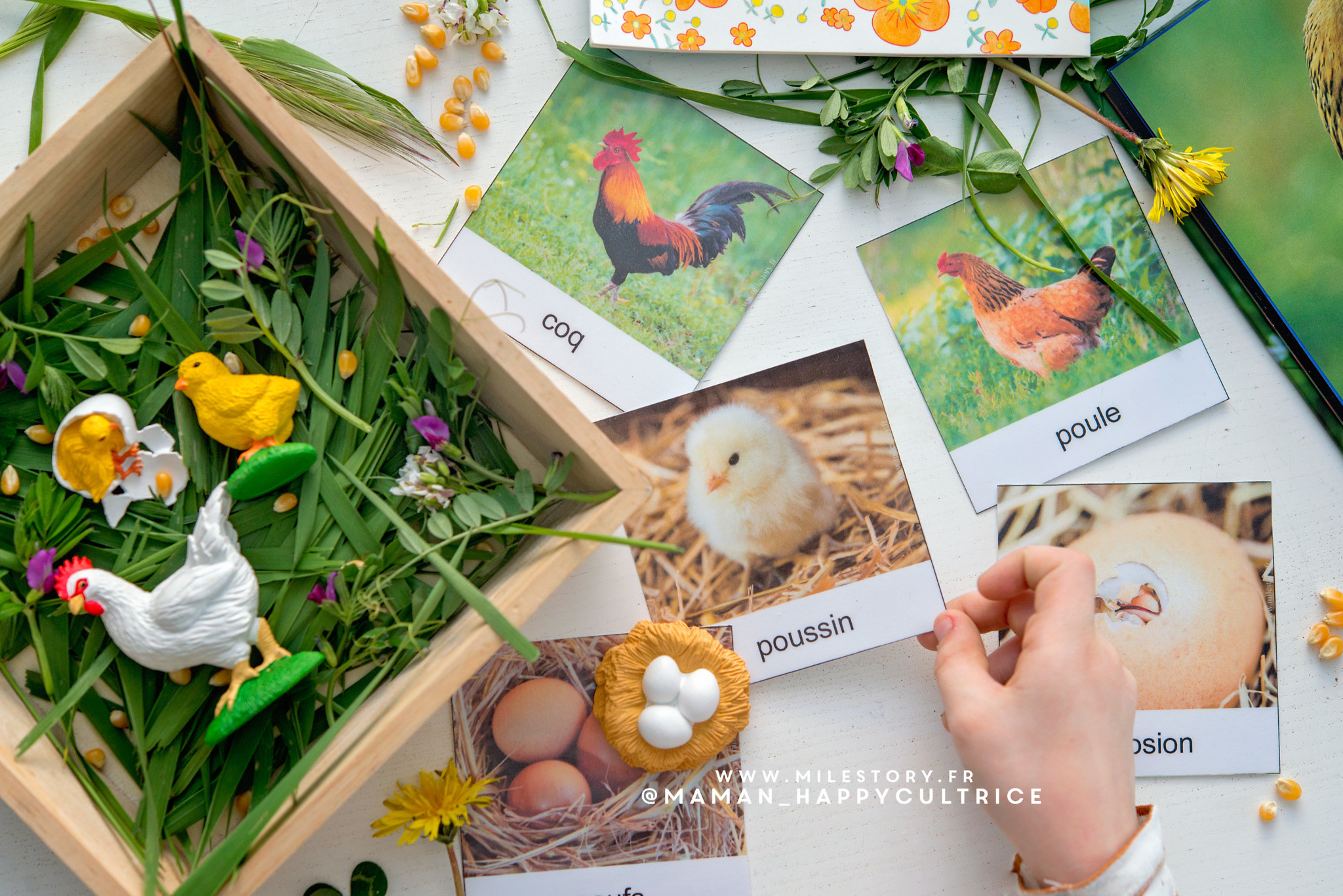 Activités poule en maternelle : cycle de vie poule, morphologie poule ...