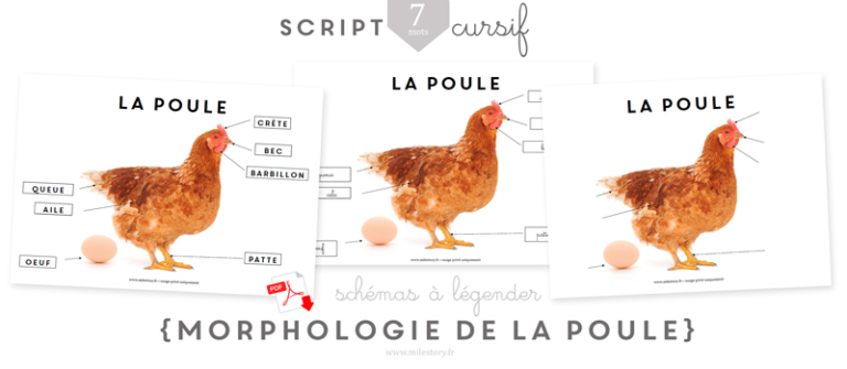 Exploitation Album Poule Rousse Père Castor Maternelle (fiches pdf à ...