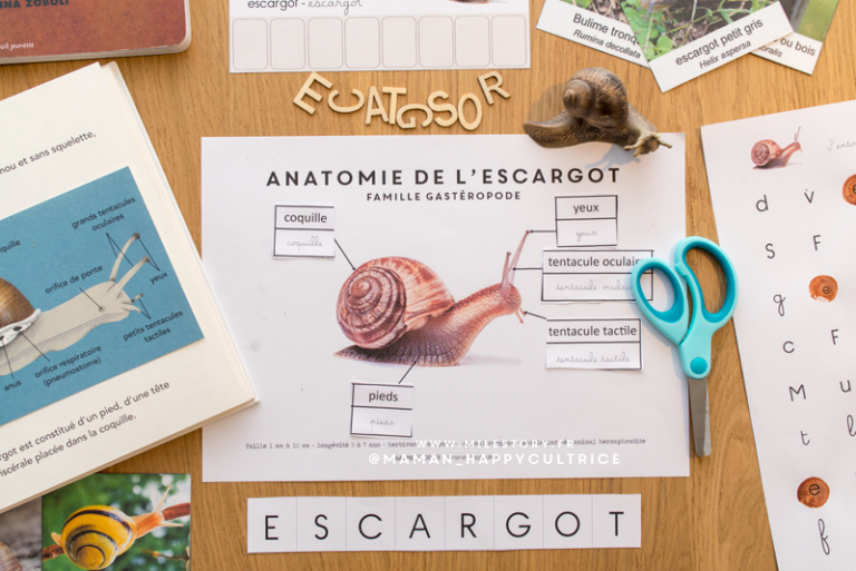 Activités thème Escargots en maternelle - Milestory.fr Fiches d ...