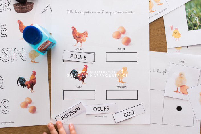 Activités poule en maternelle : cycle de vie poule, morphologie poule ...