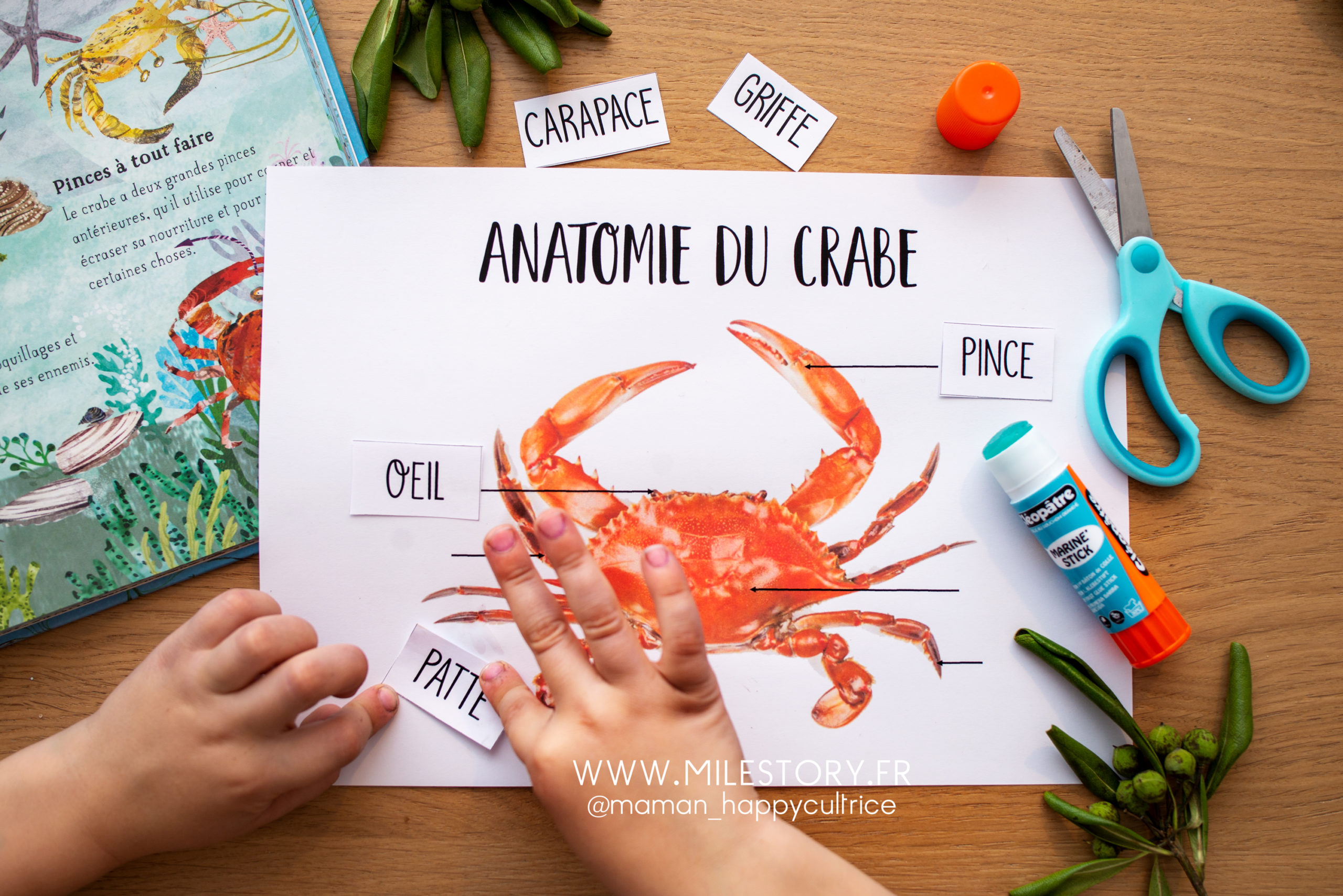Le crabe en maternelle - Milestory.fr Fiches d'activités gratuites à ...