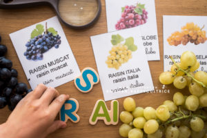 Le raisin en maternelle, cp, ce1, ce2 - Milestory.fr