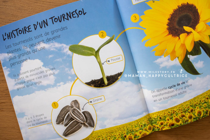 Le tournesol en maternelle, CP et CE2 - Milestory.fr Fiches d'activités ...
