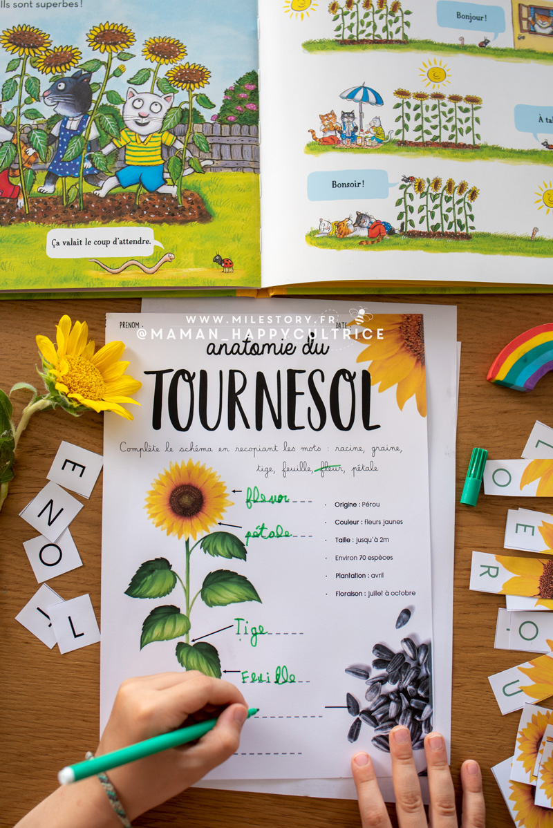 Le tournesol en maternelle, CP et CE2 - Milestory.fr Fiches d'activités ...