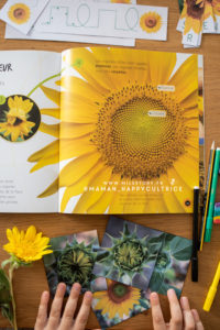 Le tournesol en maternelle, CP et CE2 - Milestory.fr