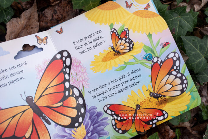 Le cycle de vie du papillon - Milestory.fr Fiches d'activités gratuites ...