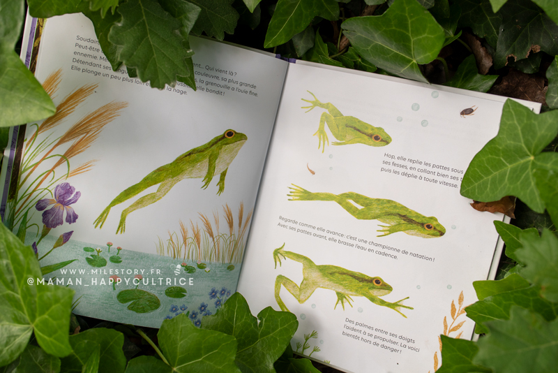 Activités de printemps : Découvrez les Hérissons et les Grenouilles de ...